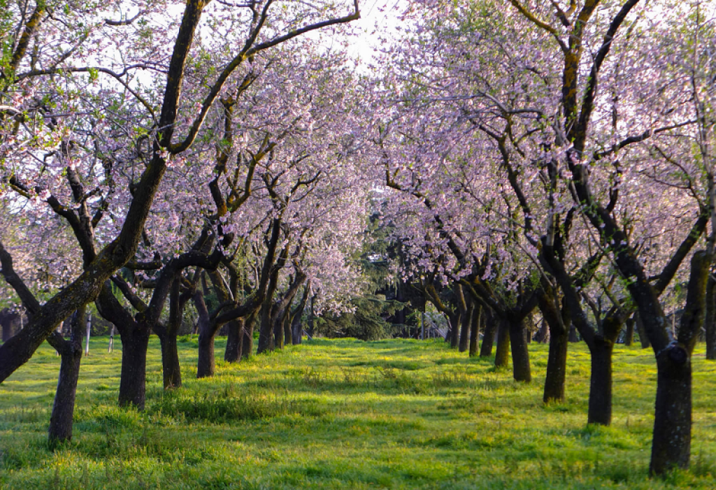 Les Amandiers en fleurs en Provence - photos, informations