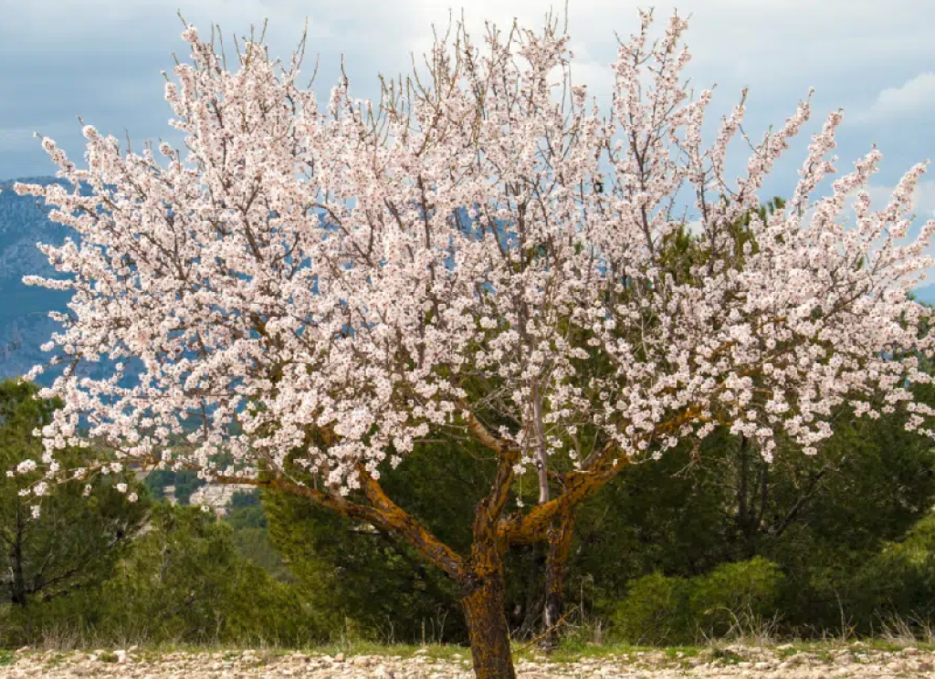 Les Amandiers en fleurs en Provence - photos, informations