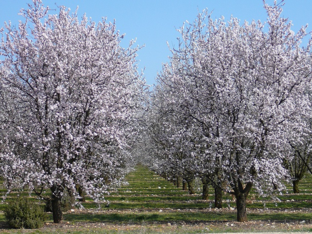Les Amandiers en fleurs en Provence - photos, informations